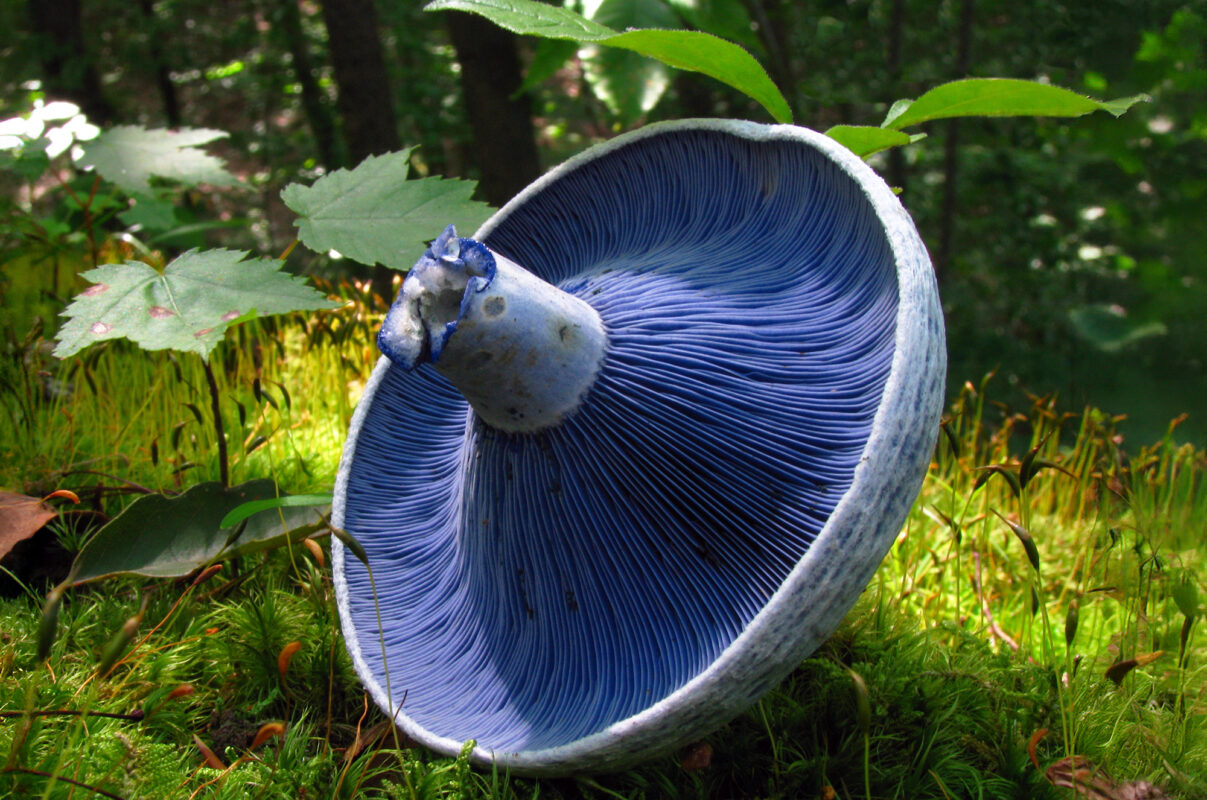 Indigo Milk Cap Mushrooms